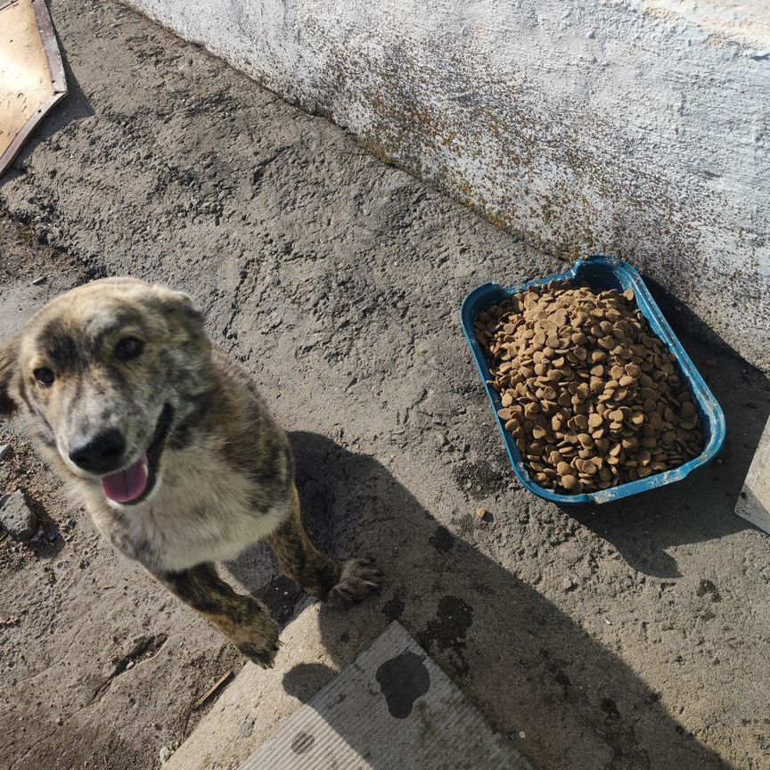 Взрослый пёс в добрые руки