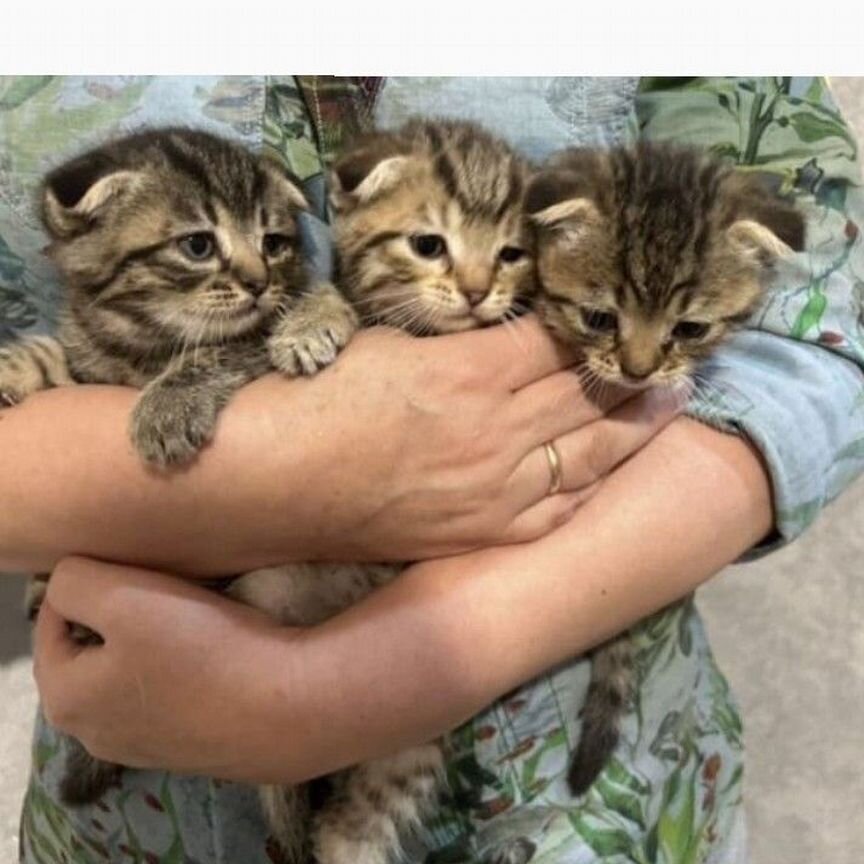Котята вислоухие
