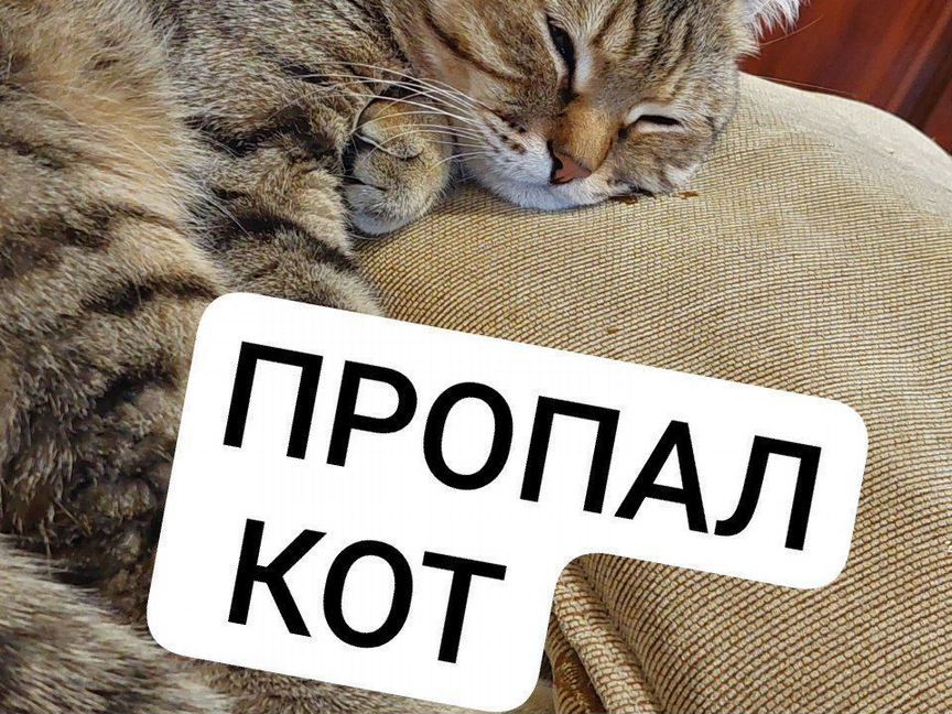 Котик