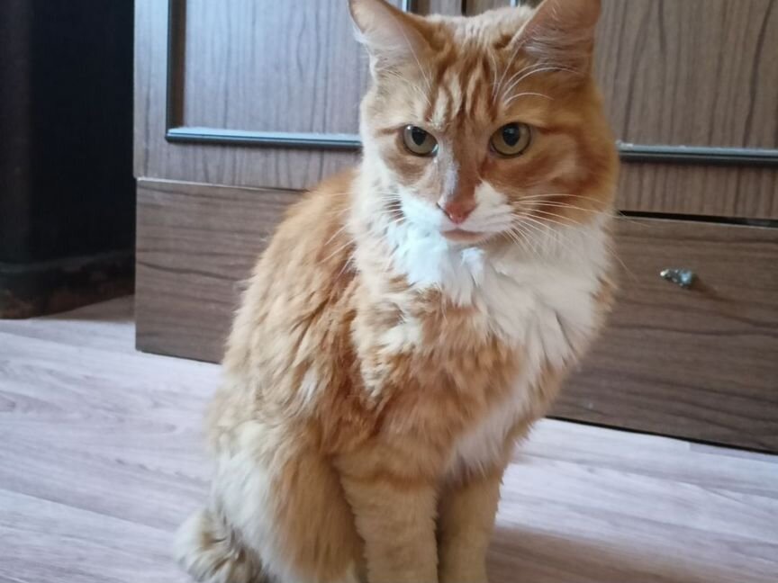 Кошка в дар