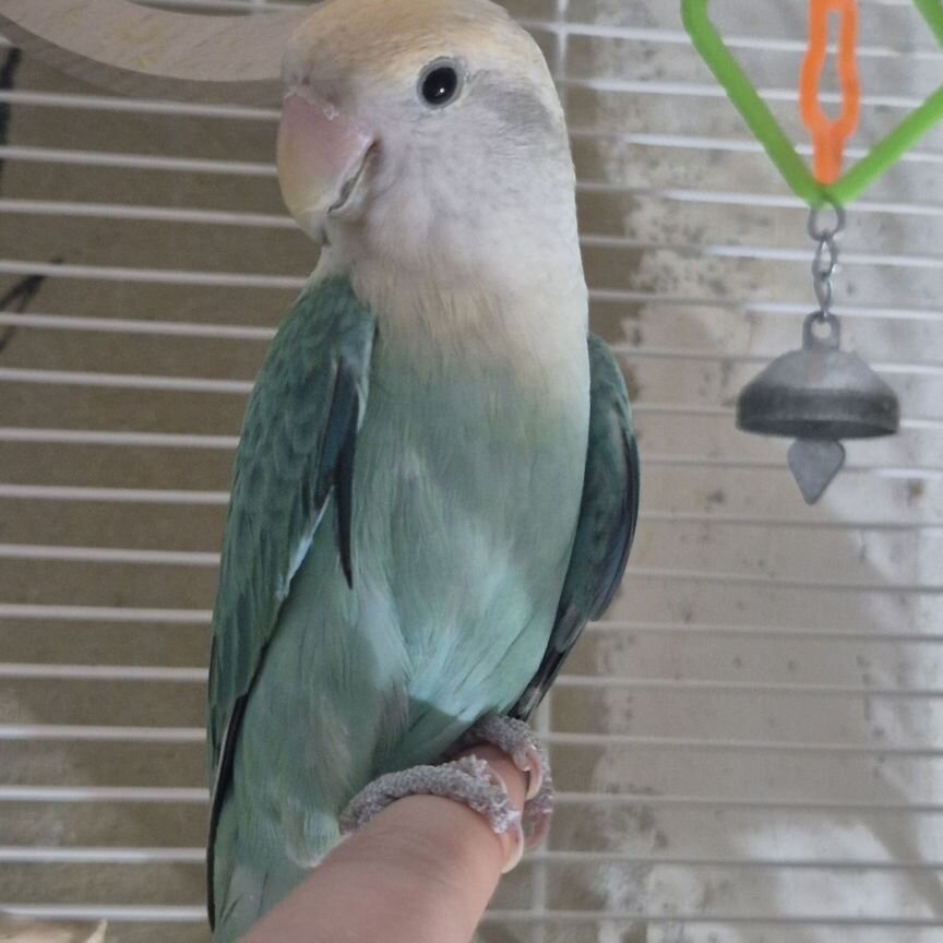 Попугаи неразлучники