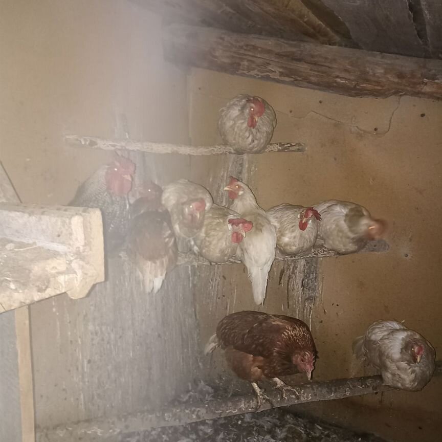 Куры несушки