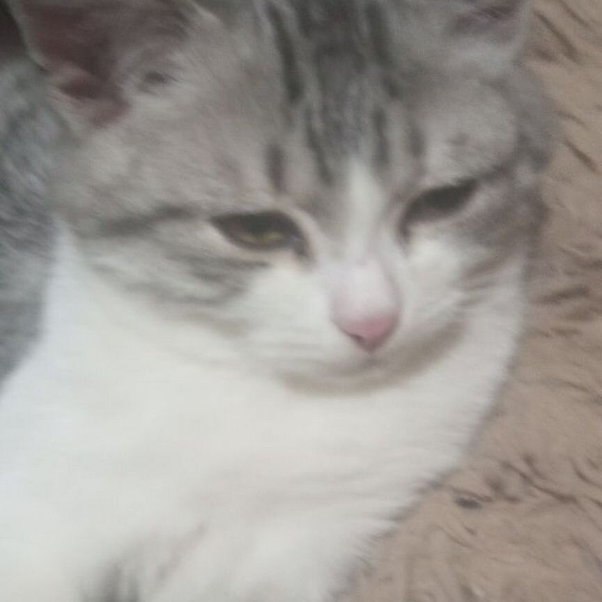 Продаю 3 котиков