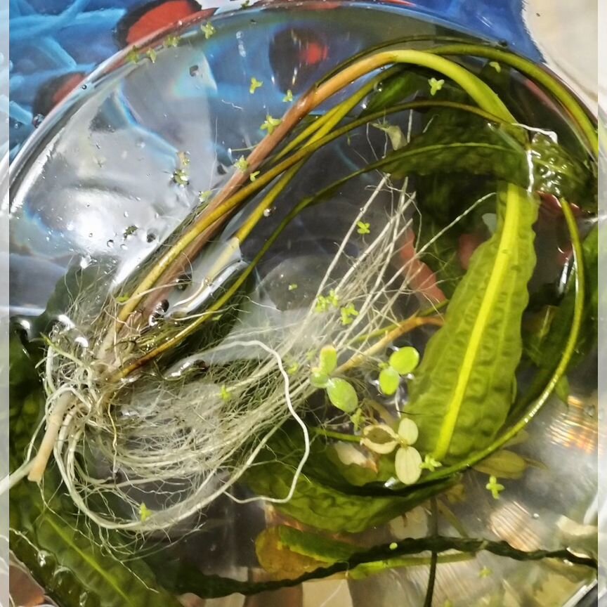 Растения для аквариума прополка