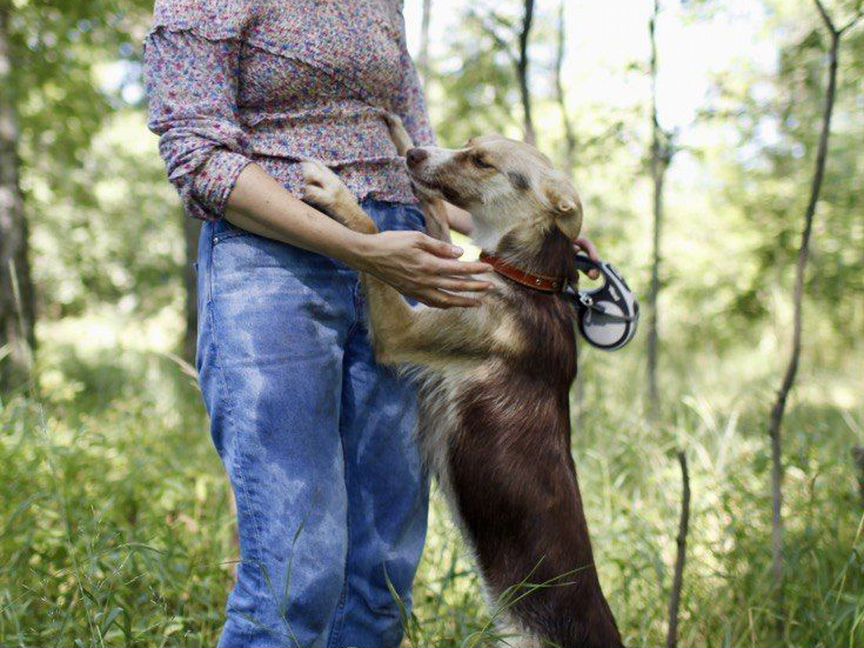 Умнейшая молодая собачка из приюта
