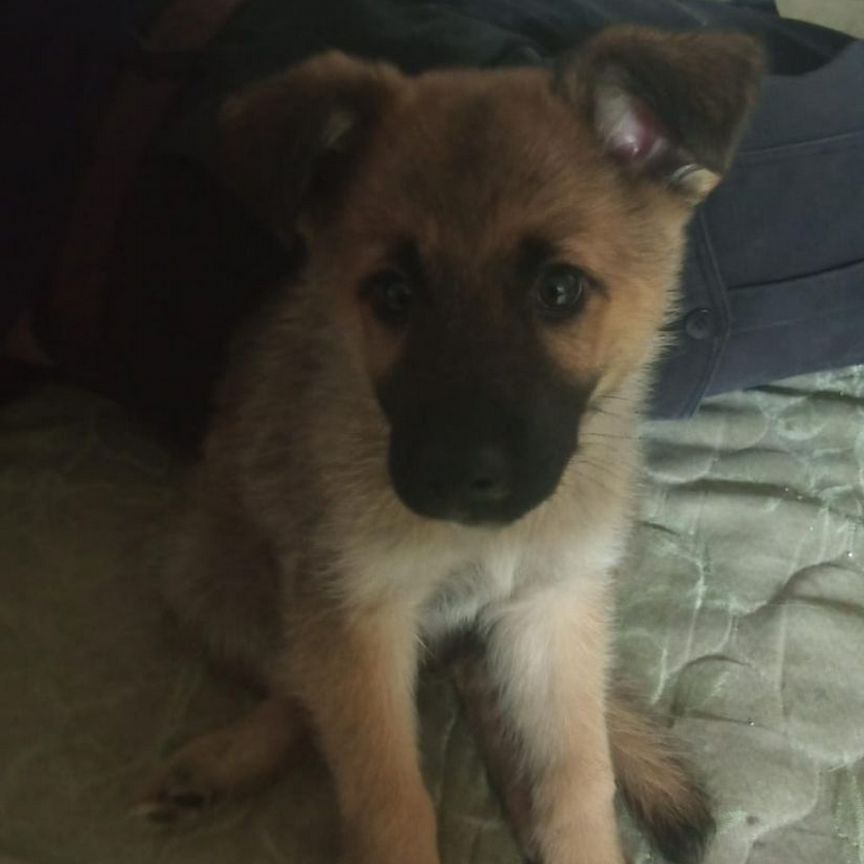 Потерялся щенок