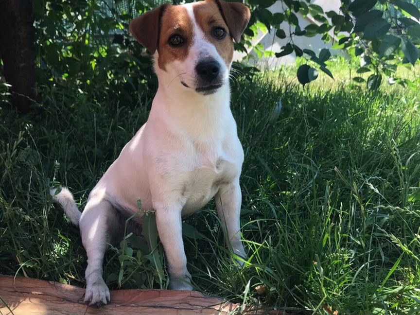 Джек рассел терьер