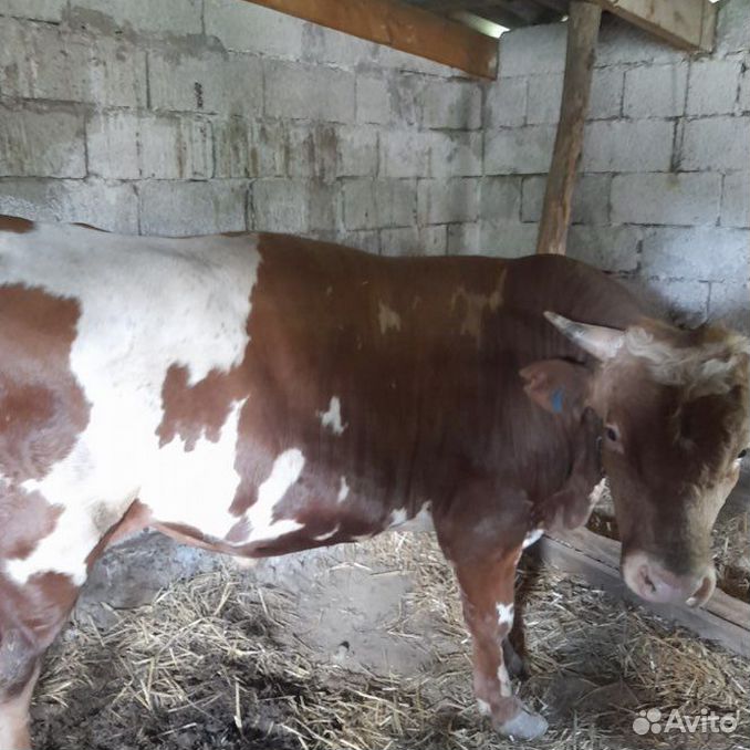 Бычок на мясо