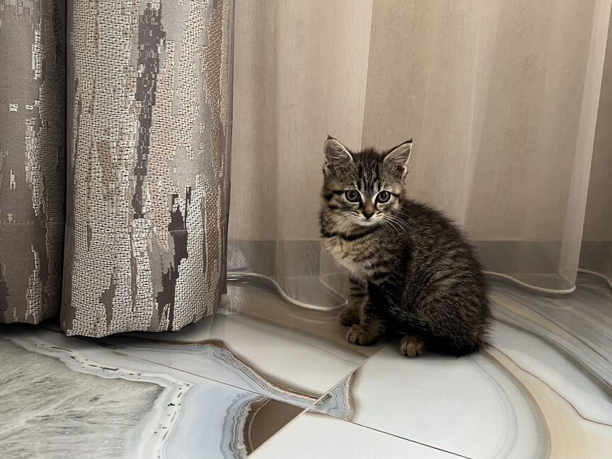 Котёнок (девочка)