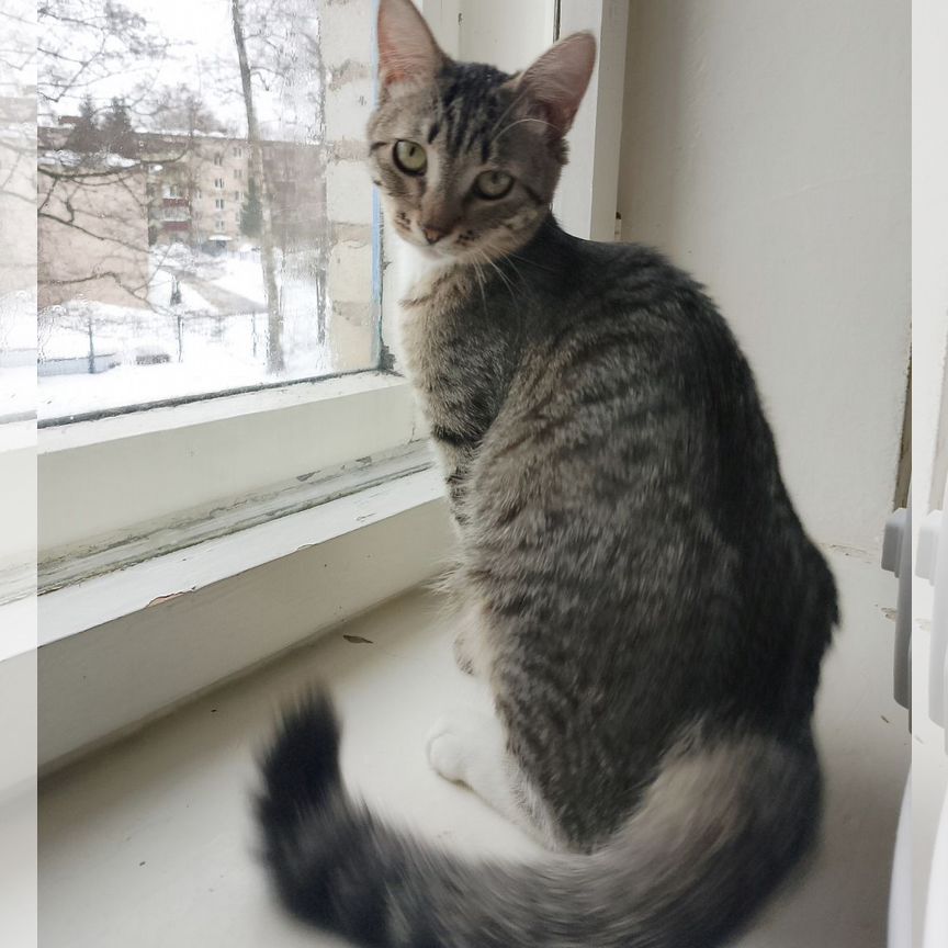 Котёнок в добрые руки