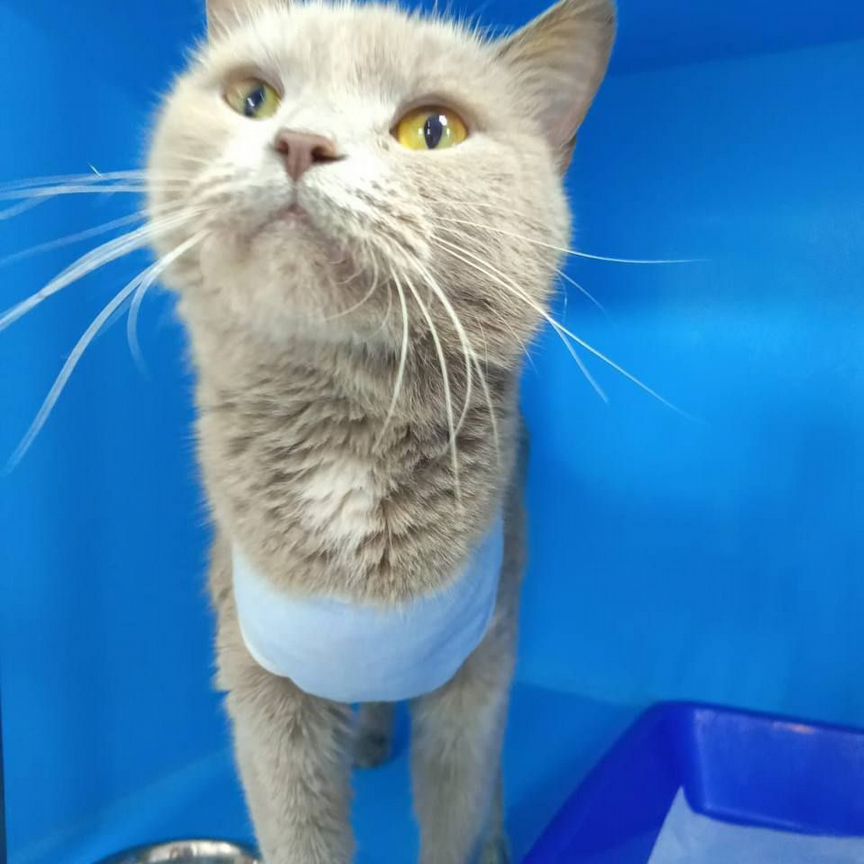 Ласковую домашнюю Тучку бросил хозяин.Шанс на дом