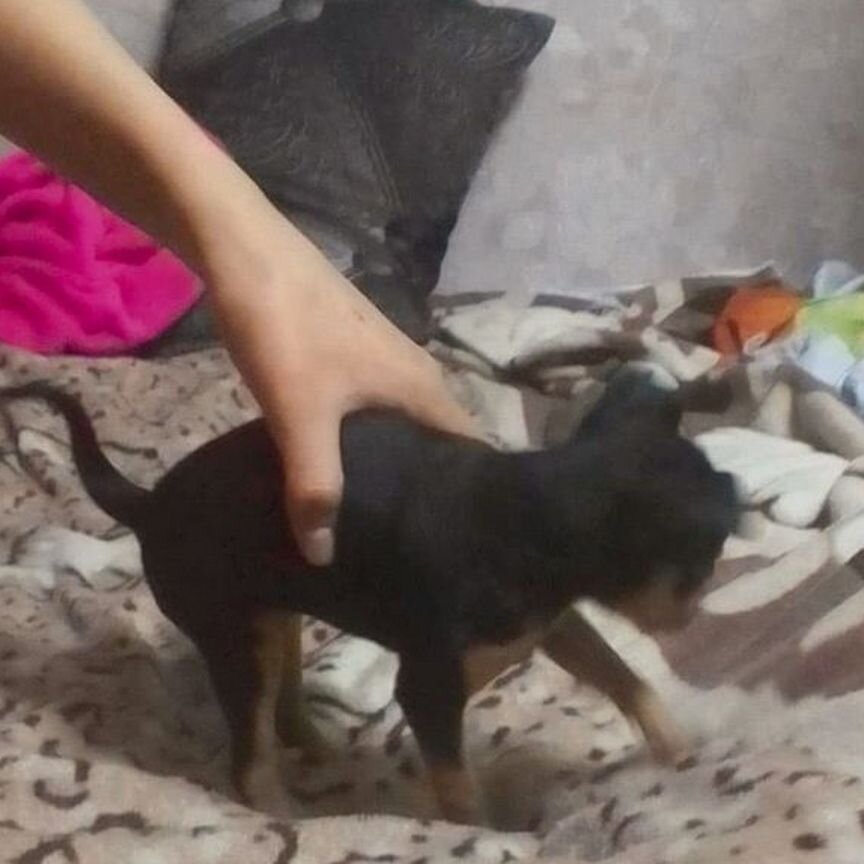 Той терьер