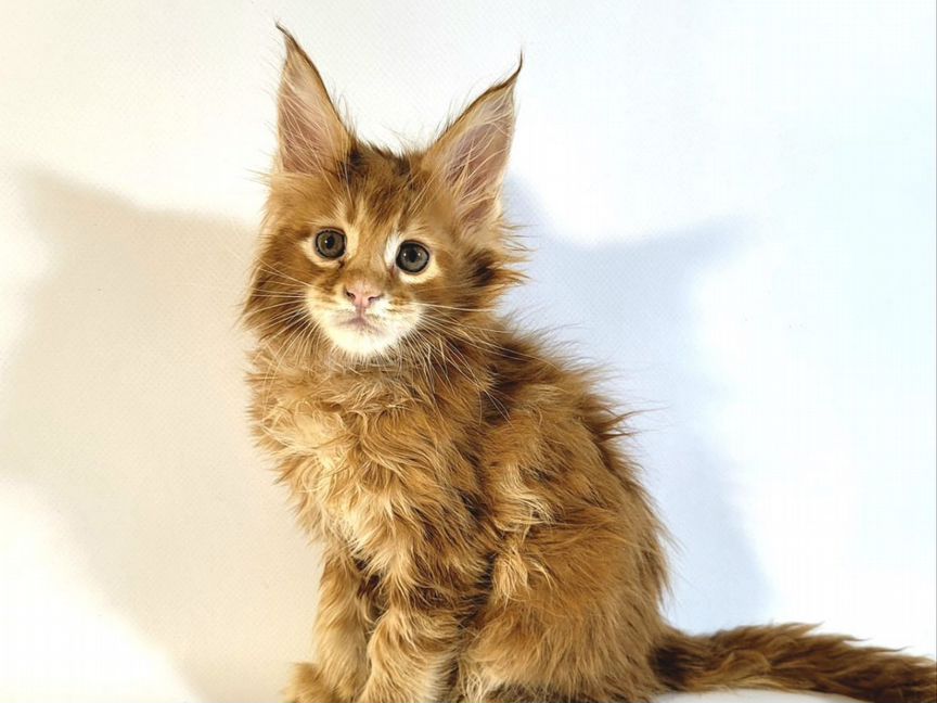 Котята мейн-кун