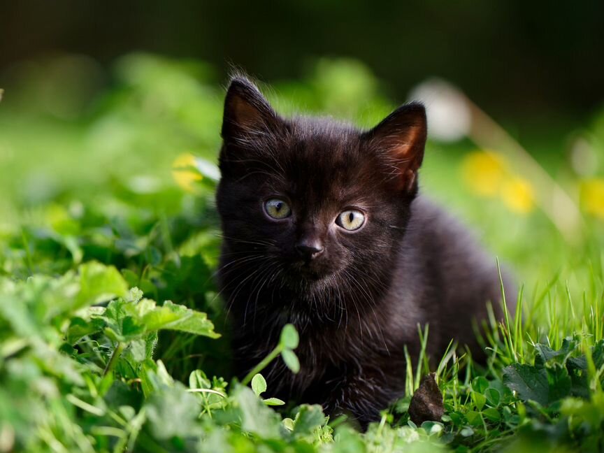 Черный котенок 1,5 месяца