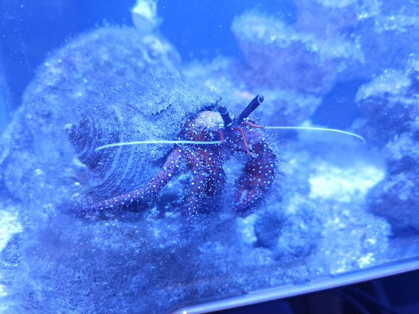 Рак Отшельник Большой Красивый