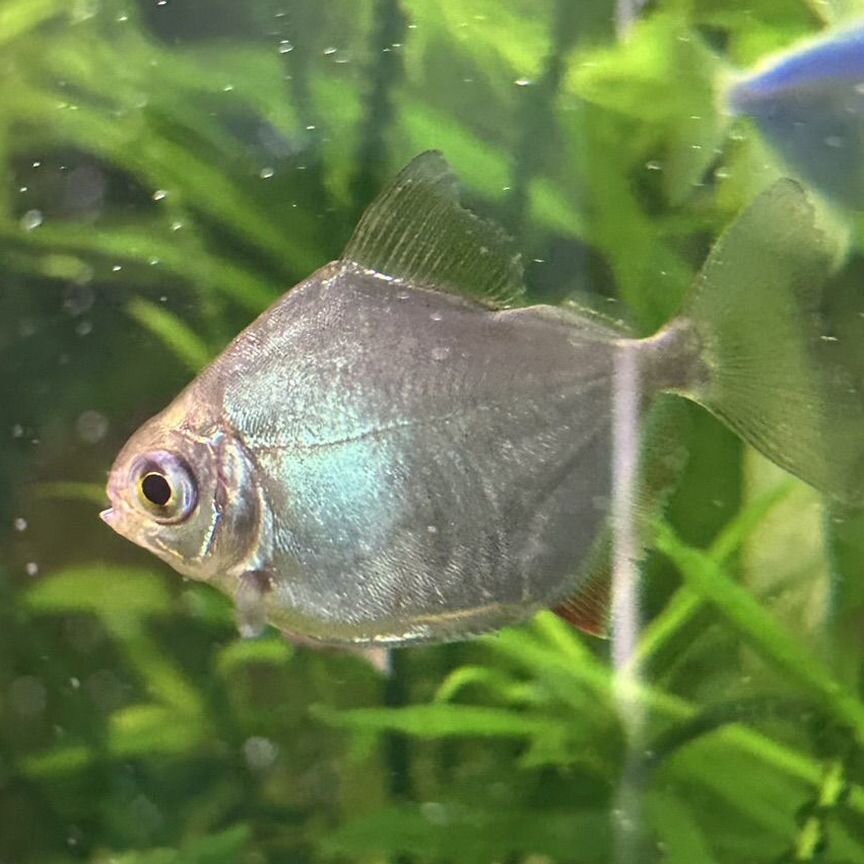 Рыбка пиранья метиннис