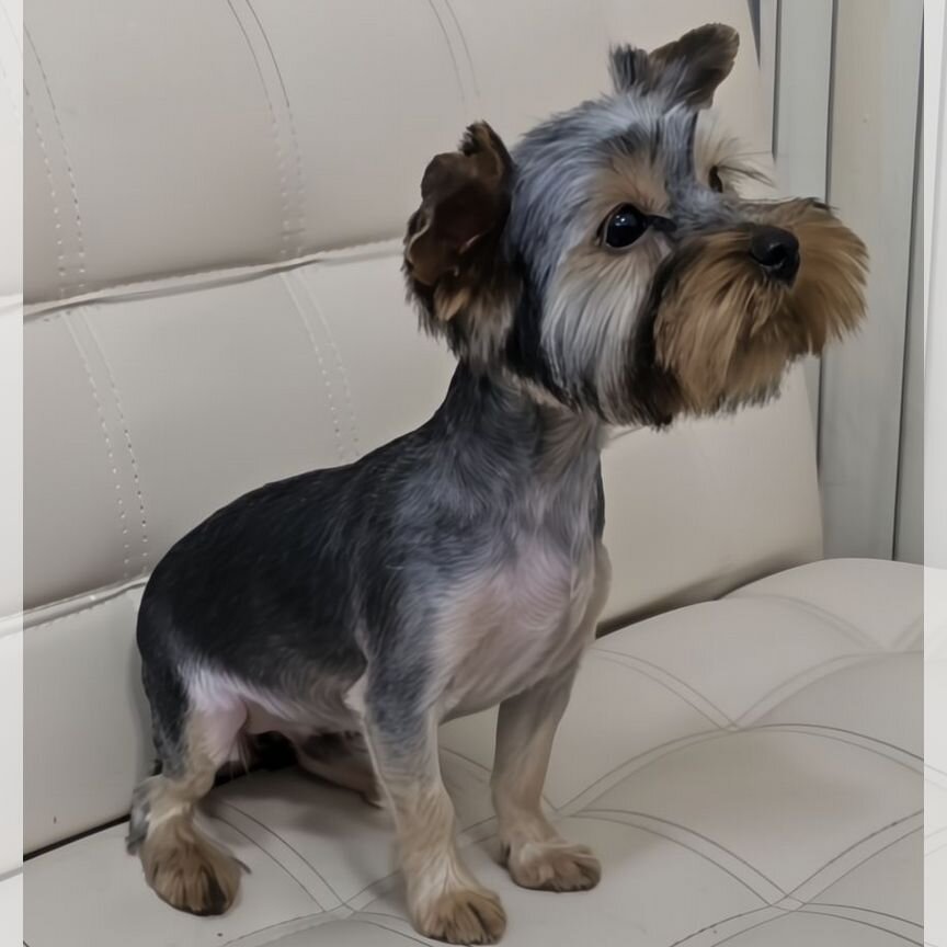 Йоркширский терьер, щенок