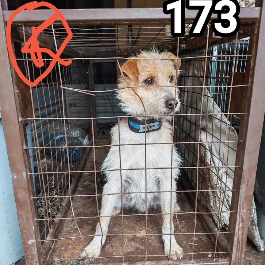 Взрослая собака в добрые руки