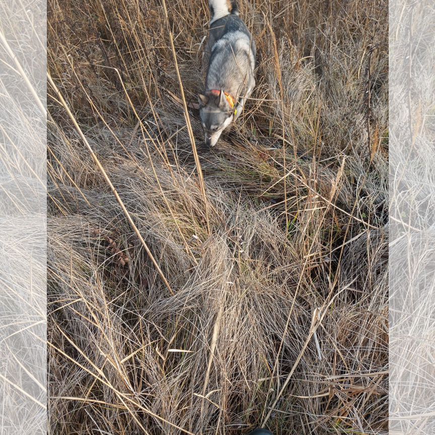 Лайка, взрослая собака