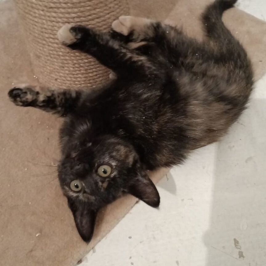 Пестренькая очаровашка невероятной милоты