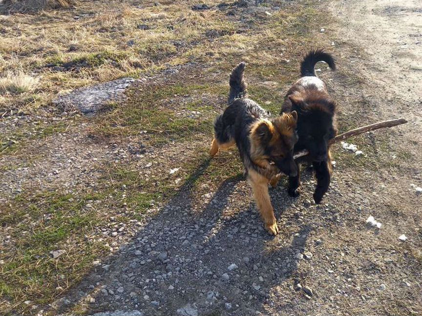 Щенок немецкой овчарки