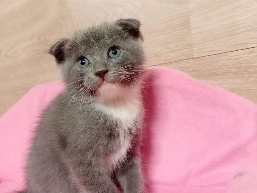 Шотландские котята