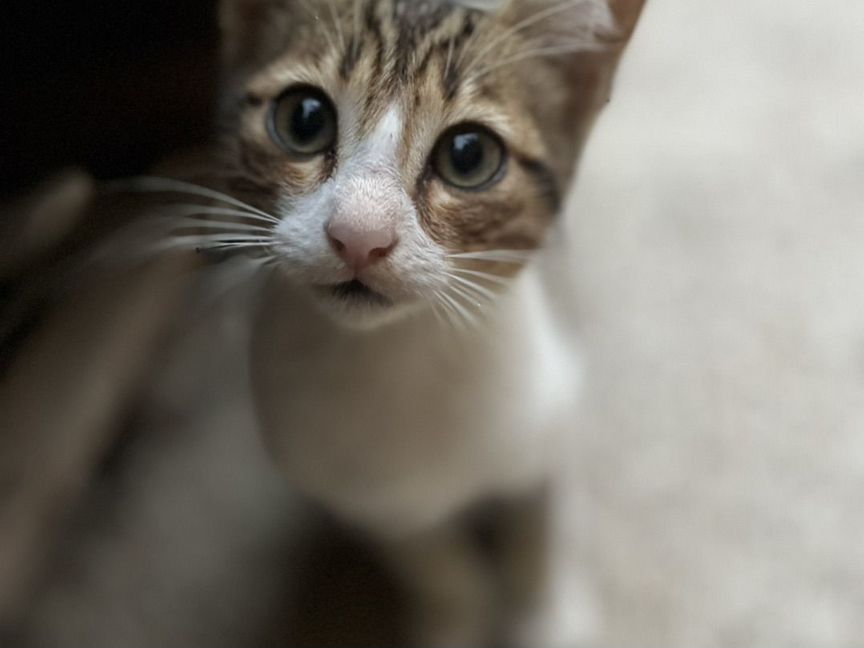 Котята бесплатно