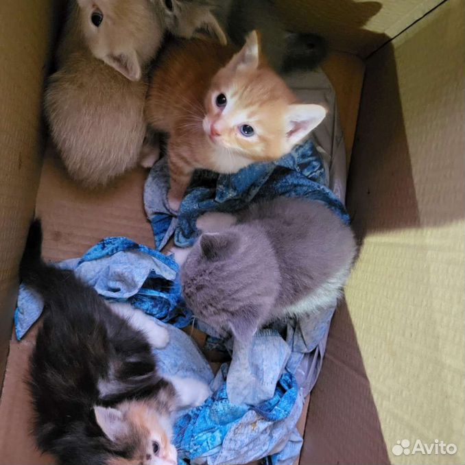 Сибирская кошка бесплатно