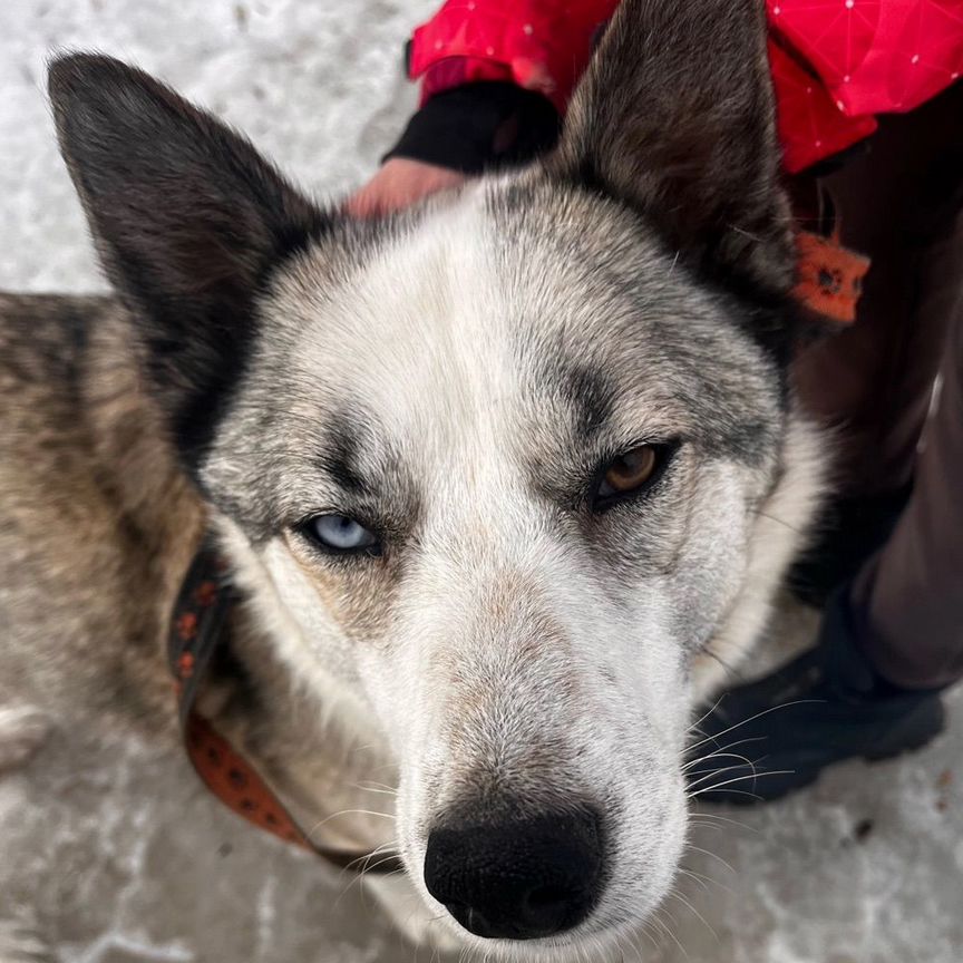 Сибирский хаски, взрослая собака