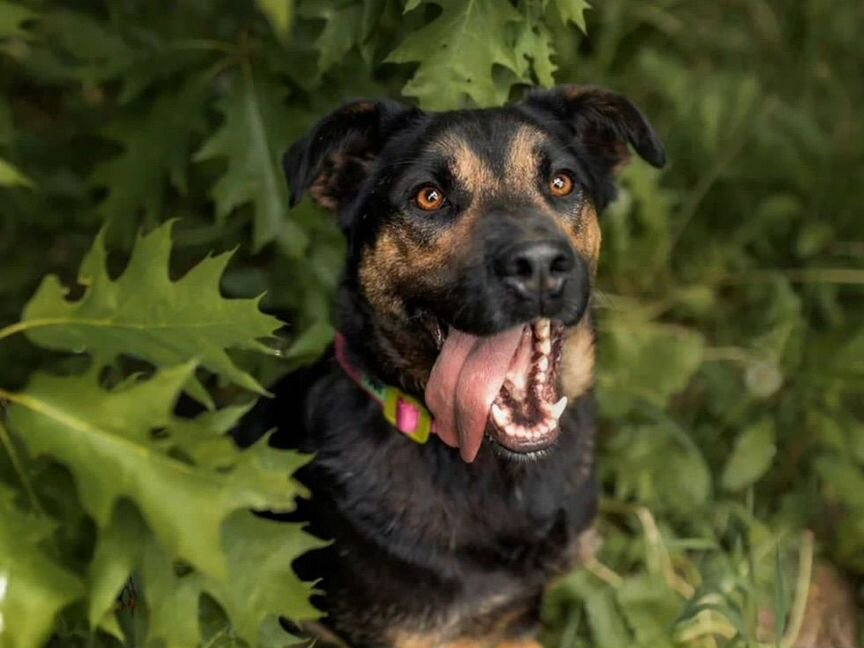 Собака в добрые руки