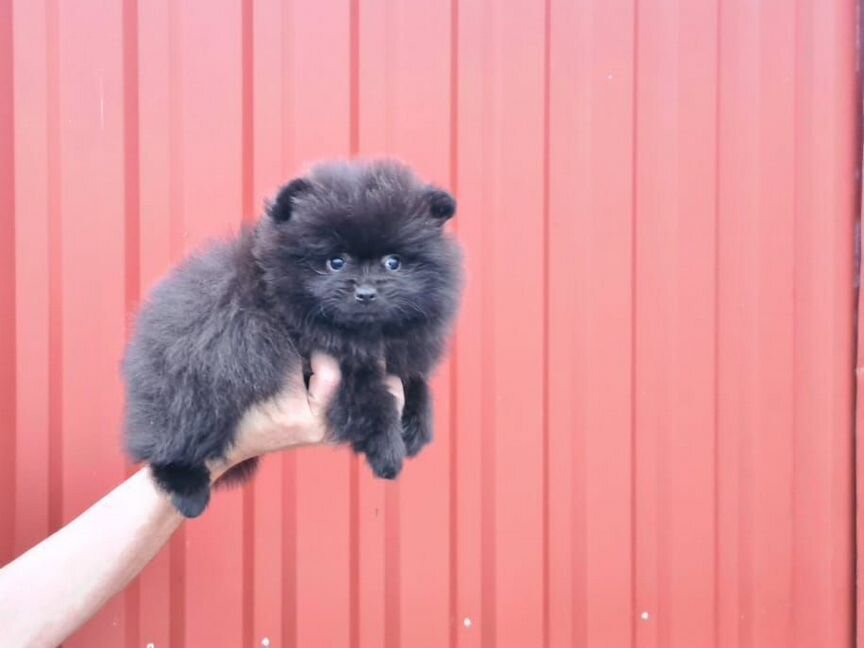 Немецкий малый шпиц девочка,чёрного окраса
