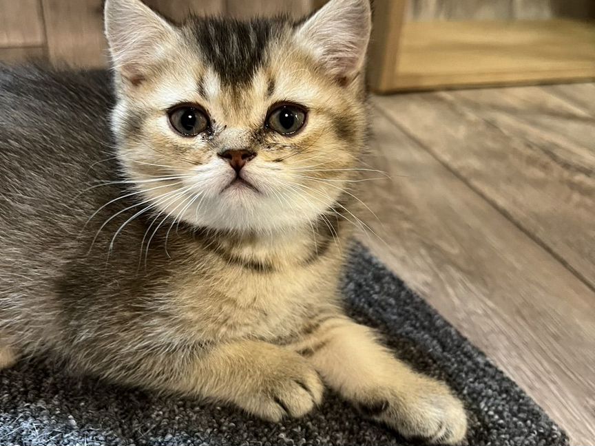 Котик