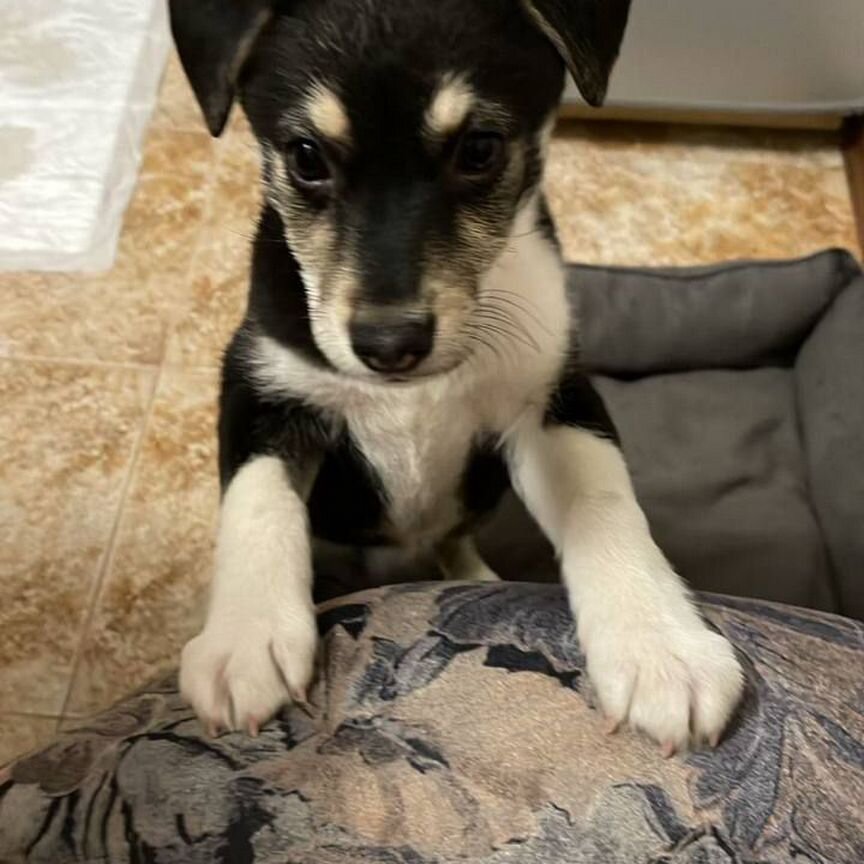 Щенок в добрые руки бесплатно дар