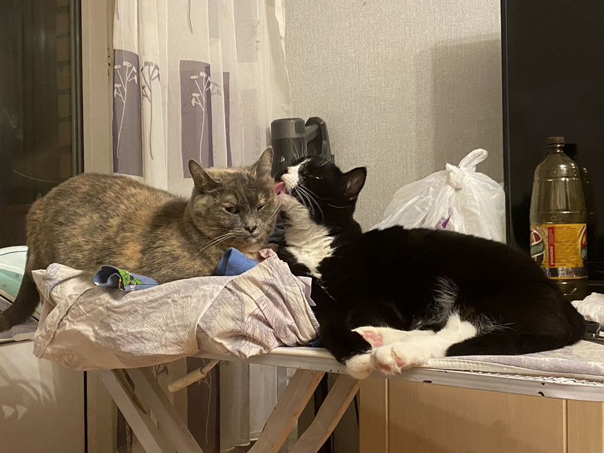 Кот и кошка в добрые руки