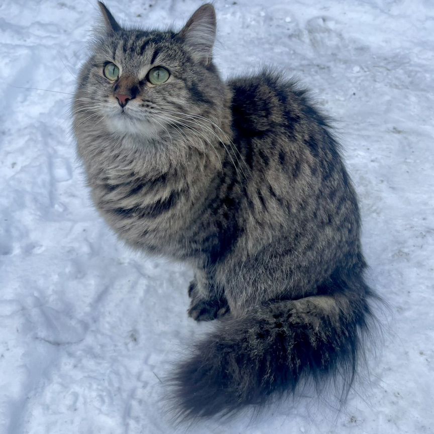 Взрослая, кошка в добрые руки