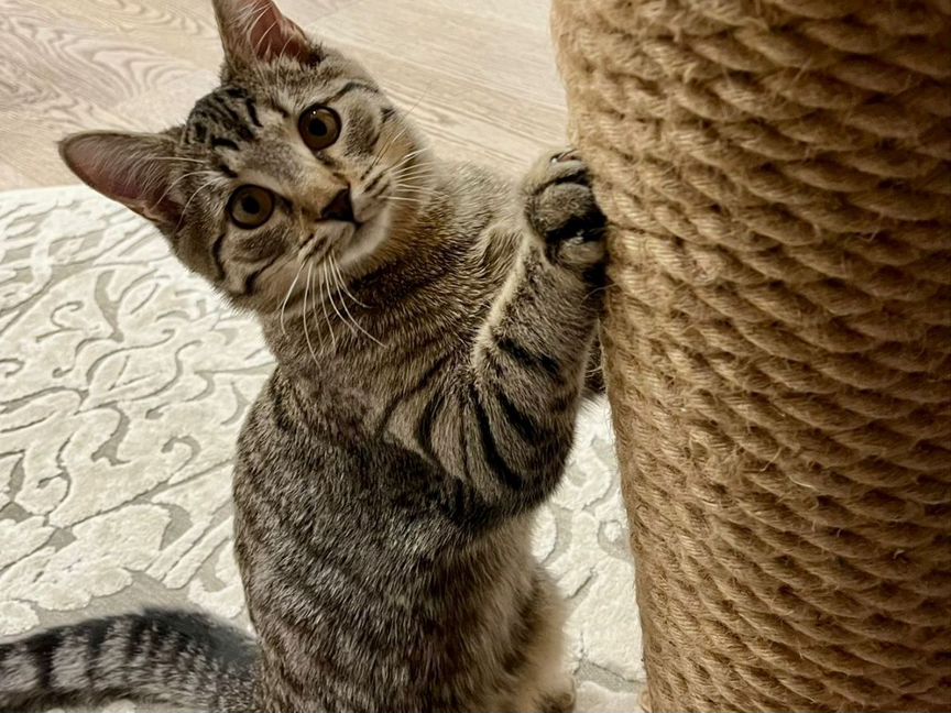 Чудо котенок - тигренок шпротик