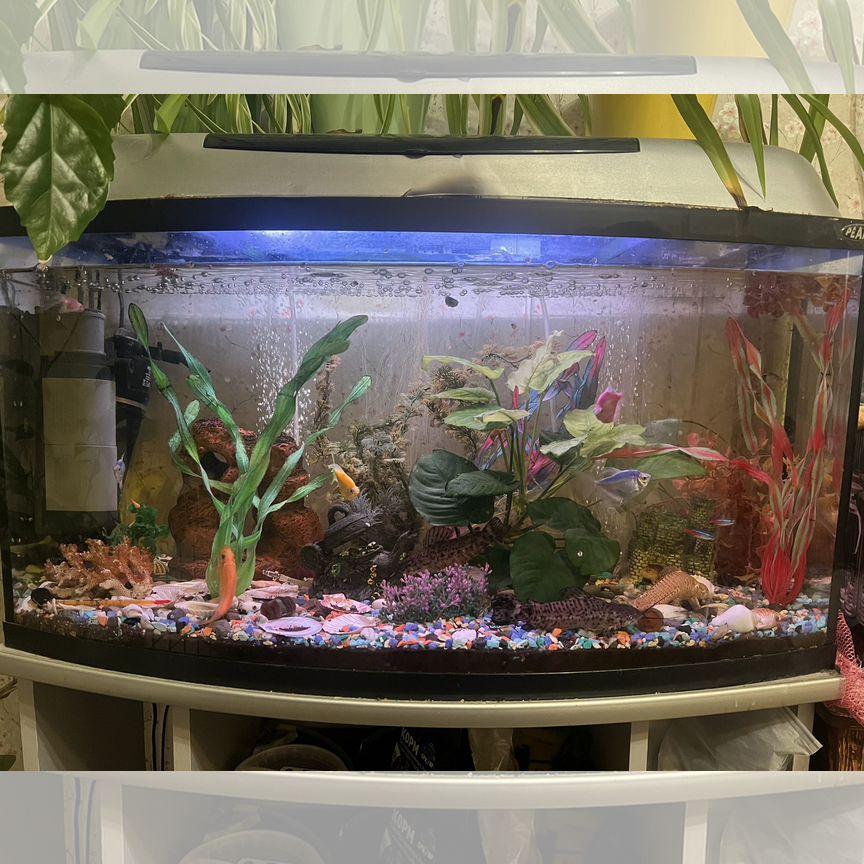 Аквариум с рыбками