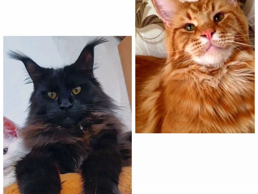 Мейн кун котик и кошечка