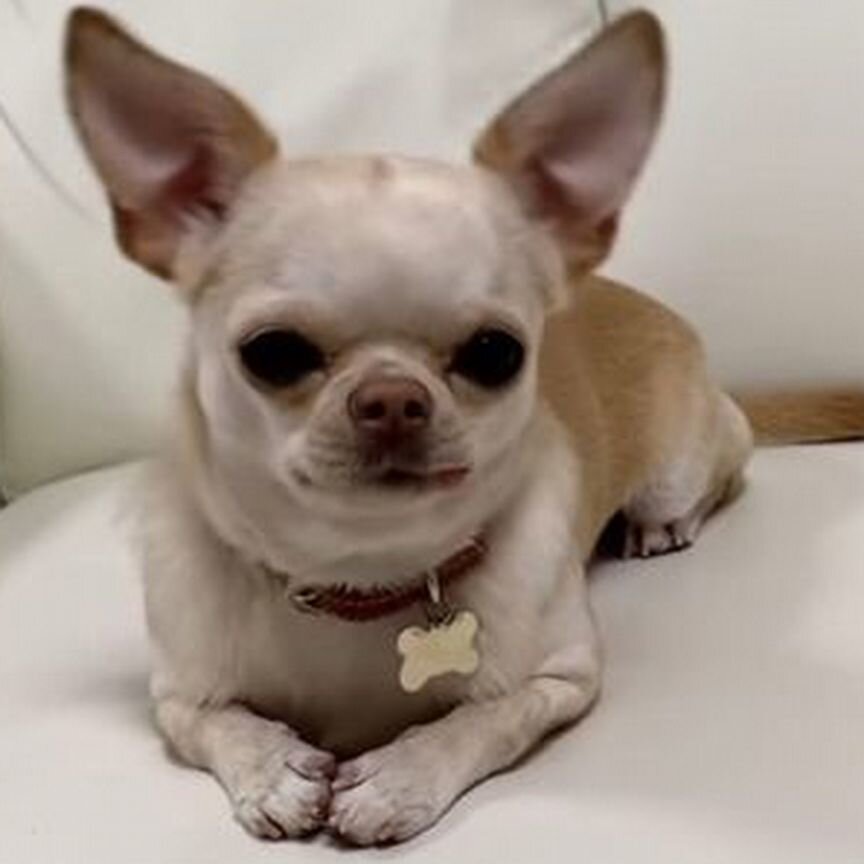 Чихуахуа девочка 2 года