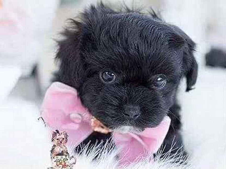 Мальтипу щеночки