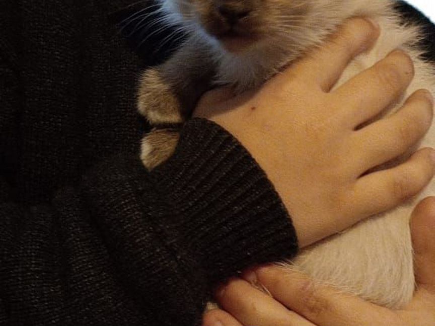 Сиамский котенок