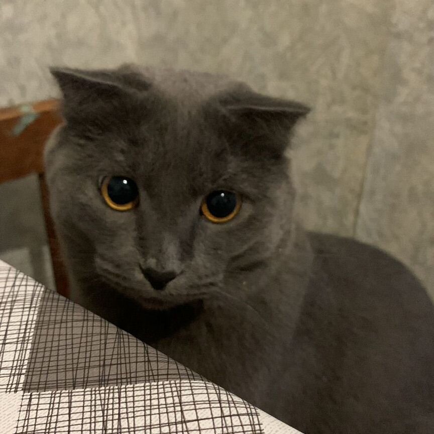 Кот