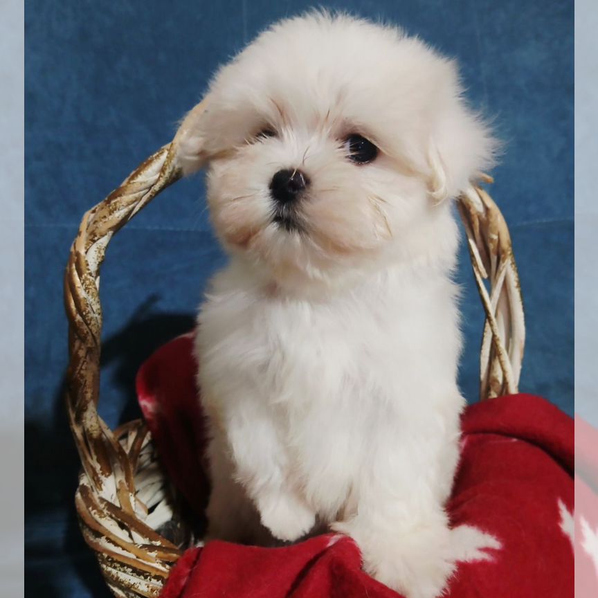 Мальтийская болонка, щенок