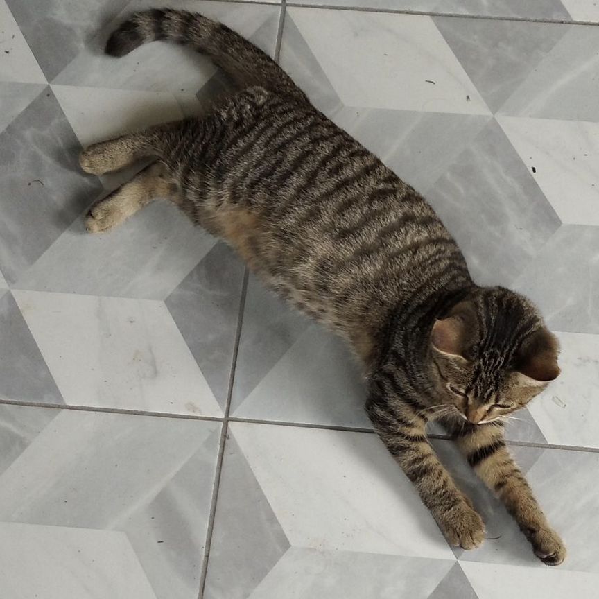 Сибирская, взрослая кошка