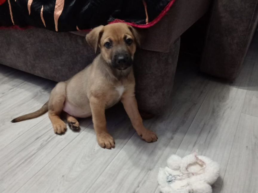 Щенок амстаффа