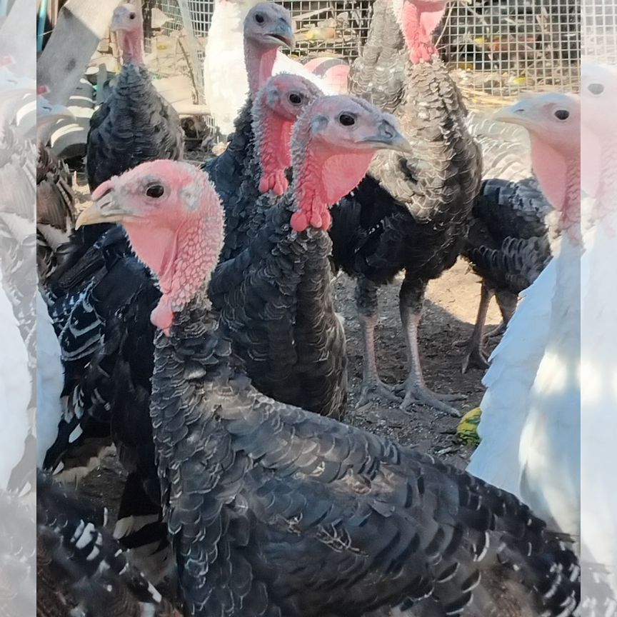 Индюшата домашние