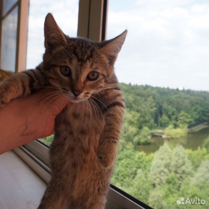 Полосатый котенок Барсик 2.5 мес ждет