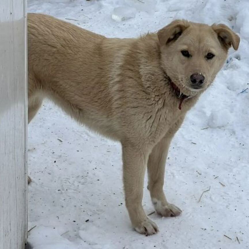Взрослая собака в добрые руки