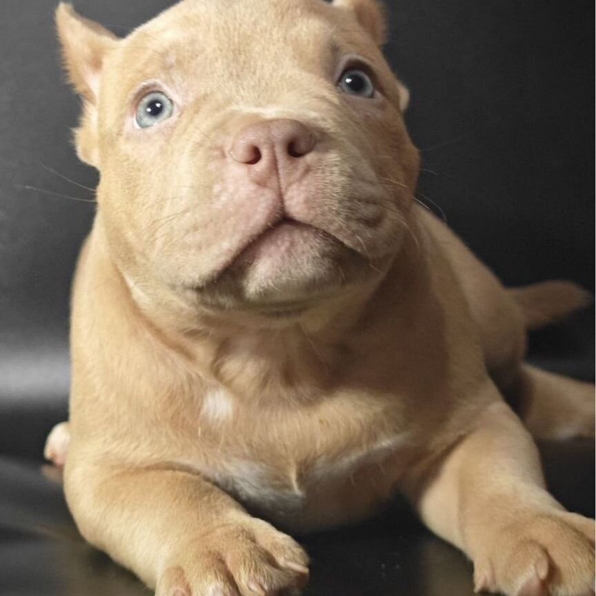 Американский булли, щенок