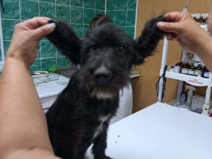 Щенки скотч терьера